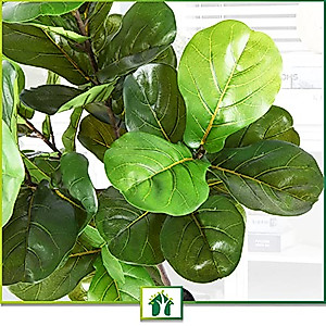 CROSOFMI Artificial Fiddle Leaf Fig Tree 65 Inch Fake Ficus Lyrata Plant with 68 Leaves Faux Plants in Pot for Indoor Outdoor House Home Office Garden Modern Decoration Perfect Housewarming Gift