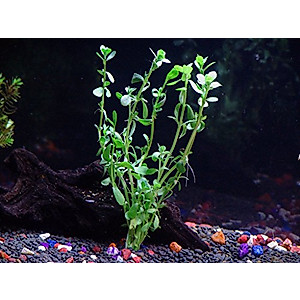 California Bundle - 25+ Stems / 6 Species Live Aquarium Plants Package