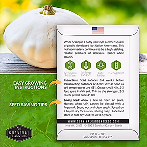 Survival Garden Seeds - White Scallop Summer Squash Seed for Planting - Packet with Instructions to Plant and Grow Patty Pan Squash in Your Home Vegetable Garden - Non-GMO Heirloom Variety
