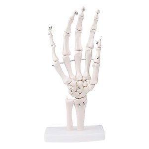 Hand Joint Anatomical Model Skeleton Model Human Medical Anatomy Life Size Educational Hand Bone Mold Anatomical Hand