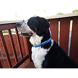 Buttonsmith Custom Dog Collar - Fadeproof Printing, Military Grade Buckle, Choice of 6 Sizes, Made in The USA