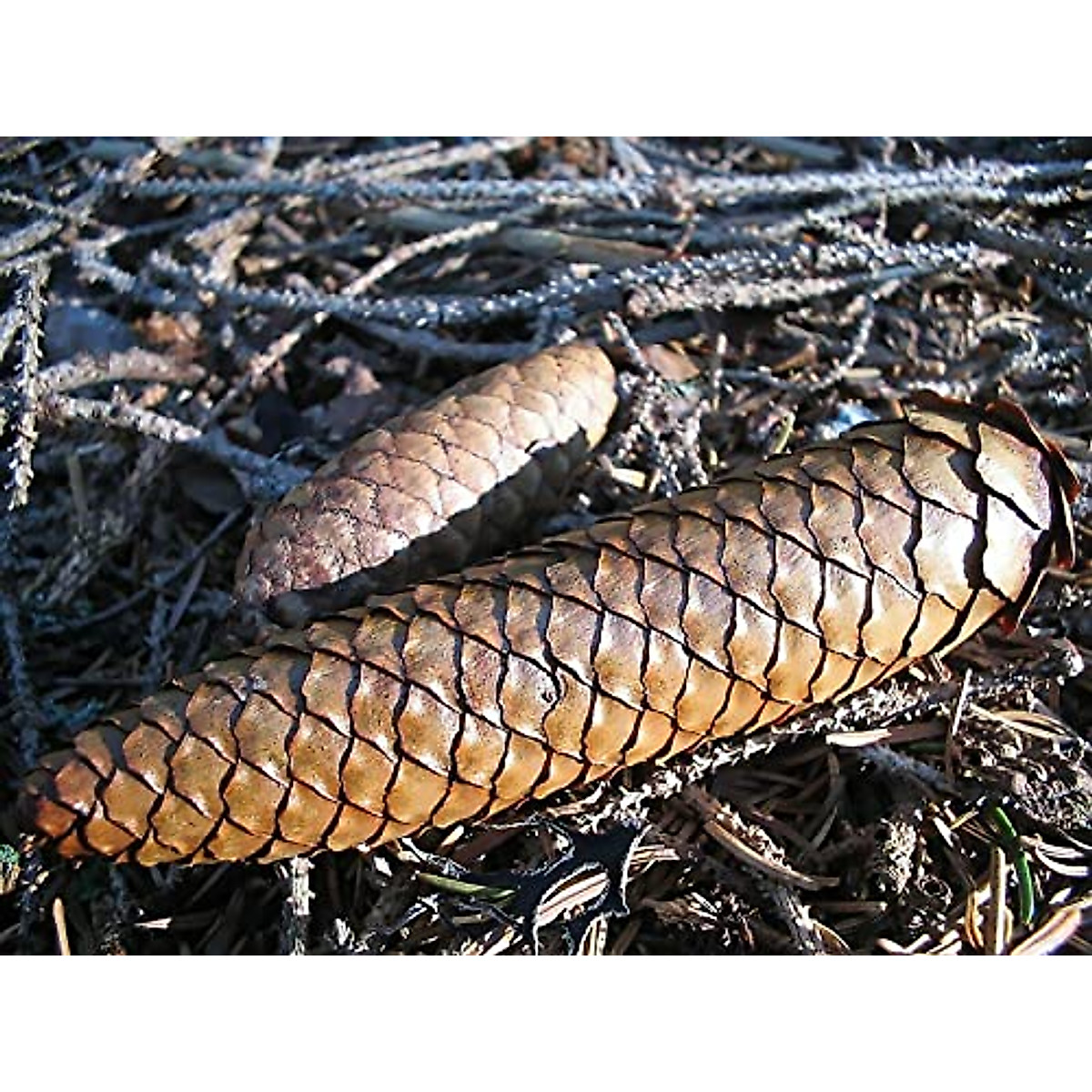 30 Seeds Norway Spruce Tree Seeds, Picea Abies, Non-GMO (Evergreen, Fast) Grown in Illinois USA