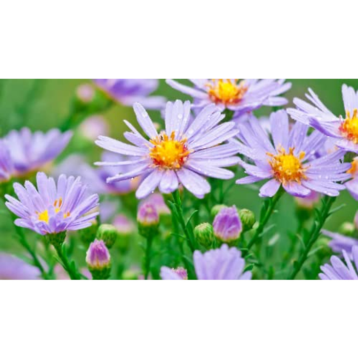 Smooth Blue Aster Seeds Wildflower Garden 100 Seeds