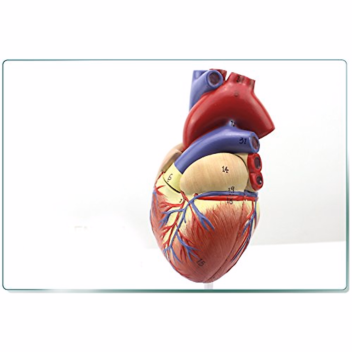 Genuine 1: 1 human heart model B-color ultrasound medical cardiology cardiac anatomy teaching model