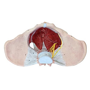 Axis Scientific Female Pelvis Model with Muscles Pelvic Floor, Ligaments, and Nerves Anatomy Model