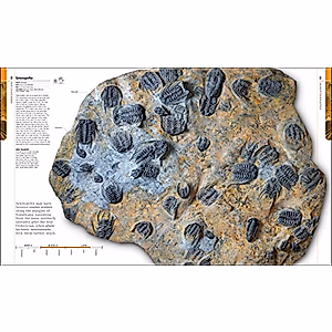 Dinosaurs and Prehistoric Life: The Definitive Visual Guide to Prehistoric Animals (DK Definitive Visual Encyclopedias)