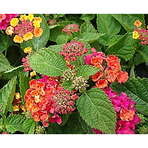 GreenCreator 50 Lantana Flower Seeds for Planting Great for Hummingbirds and Butterflies