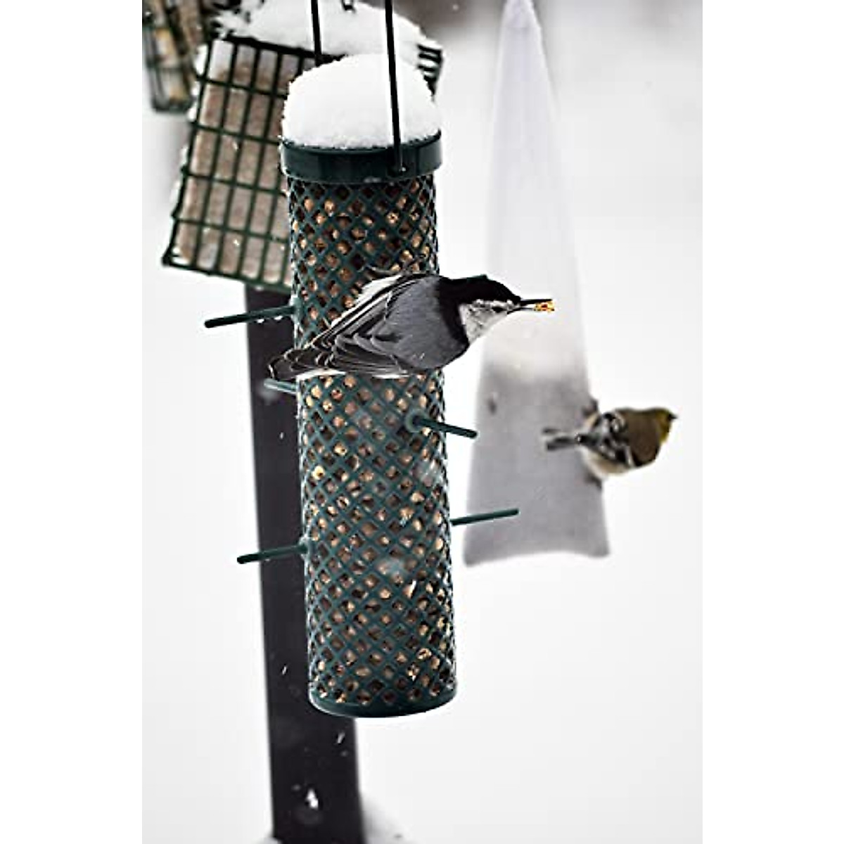 C&S Wild Bird Sunflower Suet Nuggets Mega Box, 8 Pounds