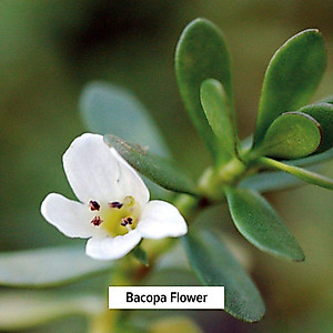 Banyan Botanicals Organic Focus Liquid Extract, USDA Certified Organic, Ayurvedic Herbal Nootropic Formula Designed to Provide Mental Support When You Need to be Focused, Aware, and Alert.