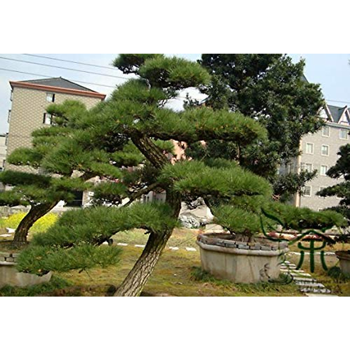 1144-Japanese Black Pine Tree (Pinus thunbergii) Seeds by Robsrareandgiantseeds UPC0764425787693 Bonsai,Non-GMO,Organic,Historic Plants,Sacred, 1144 Package of 5 Seeds