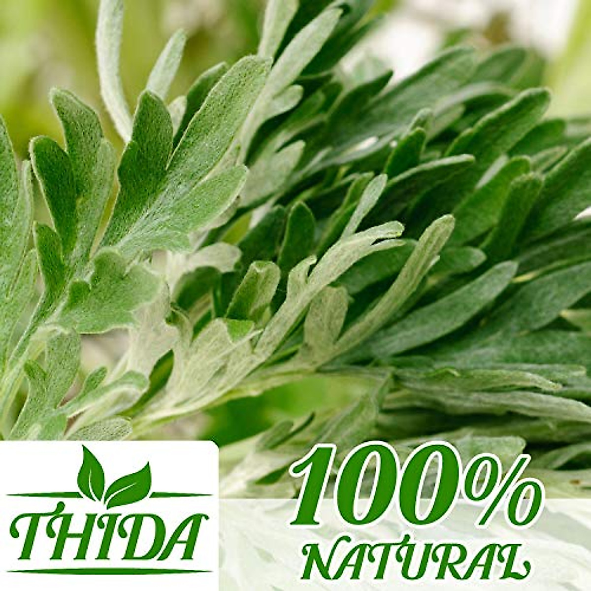 Wormwood Tea 15 Bags | Asian Herb Tea Wormwood Leaves Supply From Thailand