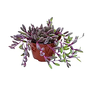 Live Succulent 4" Othonna Capensis Ruby Necklace, Succulents Plants Live, Succulent Plants Fully Rooted, House Plant for Home Office Decoration, DIY Projects, Party Favor Gift by The Succulent Cult