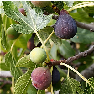 02 Celeste Sugar Fig Tree Live Plant from 18 to 20 Inc Tall Planting Ornaments Perennial Garden Simple to Grow Pots