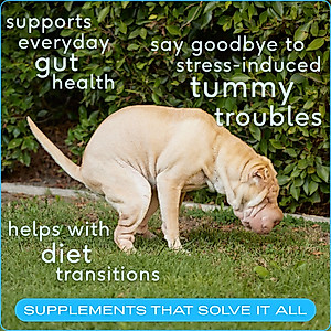 Native Pet Probiotic for Dogs - Vet Created Probiotic Powder for Dogs Digestive Issues - Probiotic Powder + Prebiotic + Bone Broth Powder Pet Food for Dog Stomach Relief - 232 Gram 6 Billion CFU 4.1oz