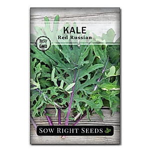Sow Right Seeds - Kale Seed Collection for Planting - Non-GMO Heirloom Packet with Instructions to Plant and Grow a Home Vegetable Garden, Great Gardening Gift