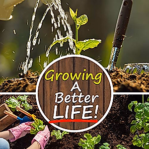 Jambalaya Okra Seeds - 2 g Packet ~30 Seeds - Heirloom, Non-GMO Vegetable Gardening Seeds for Farm & Garden