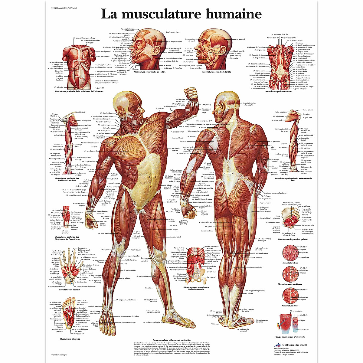 3B Scientific VR2118L Glossy UV Resistant Laminated Paper La Musculature Humaine Allergies Chart (Human Musculature Anatomical Chart, French), Poster Size 20" Width x 26" Height