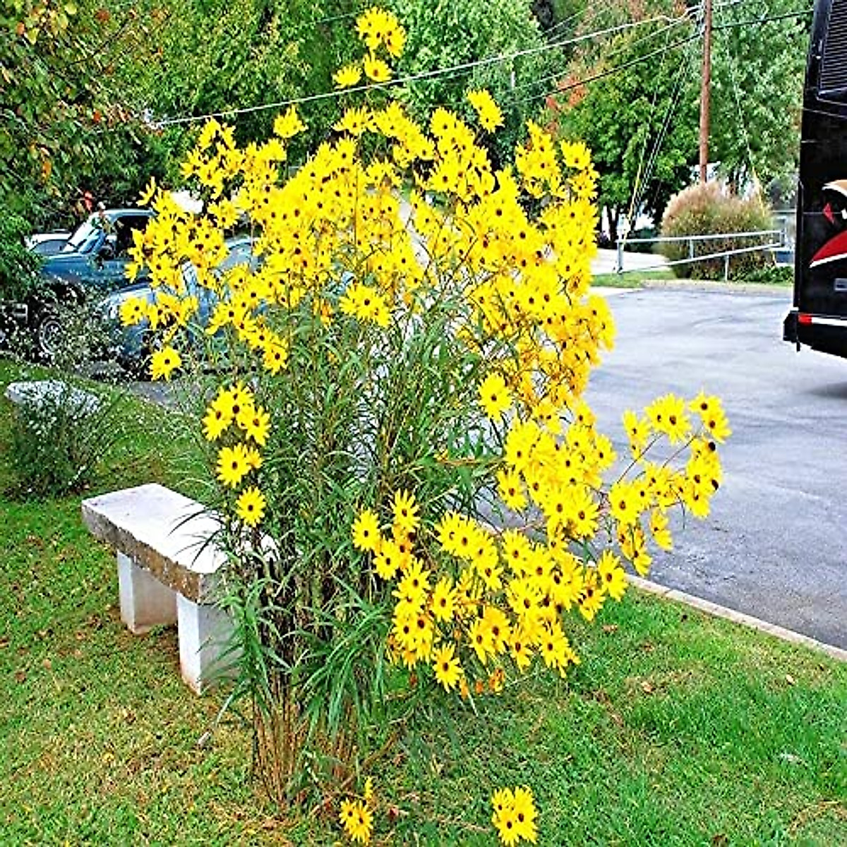 Swamp Narrowleaf Sunflower Clumping Native Wildflower Meadow, 100+ Premium Heirloom Seeds, Perennial, Easy to Grow, Attracts Pollinators-QAUZUY GARDEN-