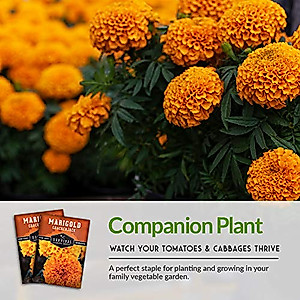 Survival Garden Seeds - Crackerjack Marigold Seed for Planting - Packet with Instructions to Plant and Grow in Your Home Vegetable Garden - Non-GMO Heirloom Variety