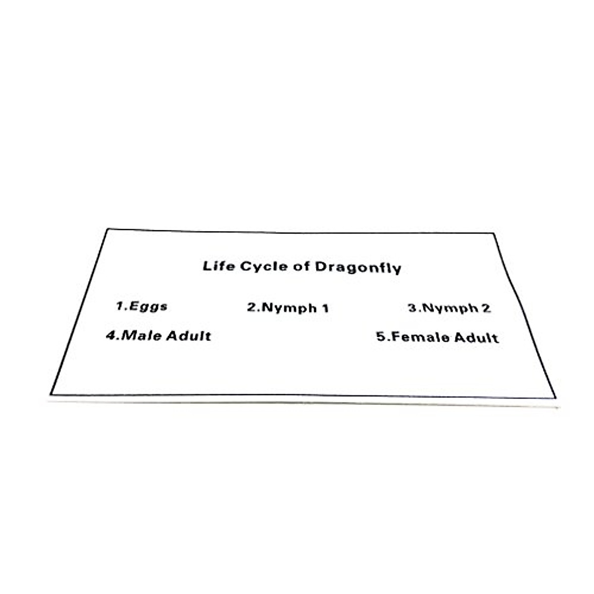 Lifecycle of a Dragonfly Science Classroom Specimens for Science Education