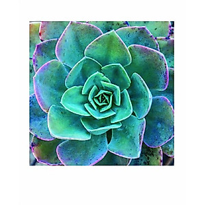 Succulent Garden Notecards: 20 Different Cards and Envelopes (Blank Nature Cards, Botanical Cards)