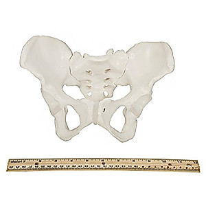 Axis Scientific Skeletal Model of The Female Pelvis | Cast from a Real Human Pelvis Skeleton | Life Size Model Shows Important Anatomy of The Pelvic Region | Includes Product Manual