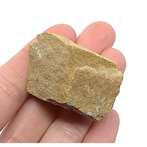 6PK Raw White Sandstone, Sedimentary Rock Specimens - Approx. 1" - Geologist Selected & Hand Processed - Great for Science Classrooms - Class Pack - Eisco Labs