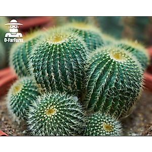 O-FarFarm Cactus Soil Potting Mix 1.1 LBS, Optimized PH Fast Draining with Added Nutrients, Perfect for Small Cactus Pots