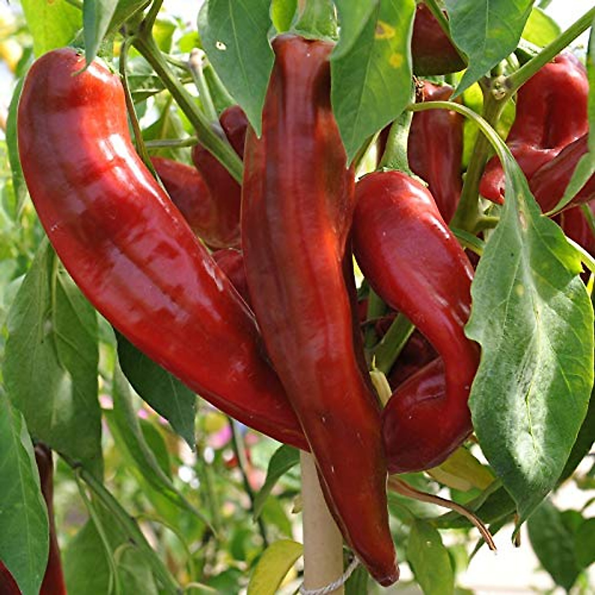Big Jim Supersized Hot Pepper Seeds for Planting, 100+ Heirloom Seeds Per Packet, (Isla's Garden Seeds), Non GMO Seeds, Botanical Name: Capsicum annuum, Great Home Garden Gift
