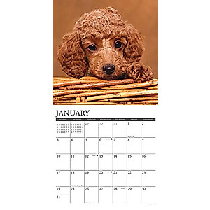 Just Toy & Miniature Poodles 2021 Wall Calendar (Dog Breed Calendar)