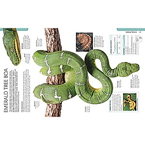 Snake: The Essential Visual Guide