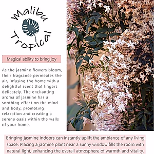 Jasminum Polyanthum Fragrant Mini Starter Plant/Pink budded, White Flowers Jasmine in 2" Pot - California Grown