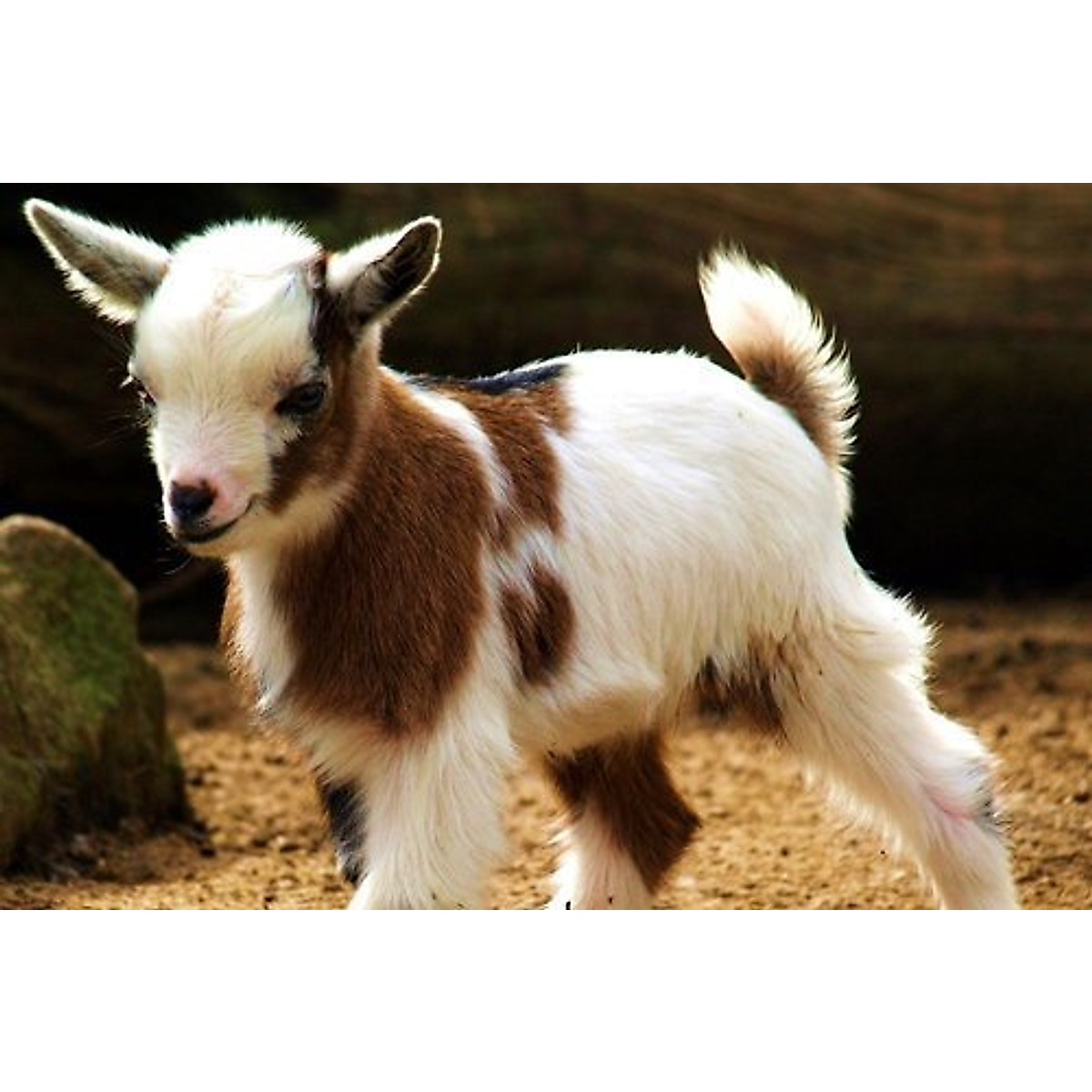 TSlook 50x80 inches Blanket Soft Warm Throw Blankets 1 Baby Goat