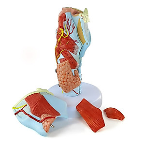 NEW HORIZON 1.5X Life Size Human Laryngeal Model Nasal Oral Cavity Throat Nasopharynx aryngopharyngeal Pharynx Larynx Anatomical Model Science MedicalStudents Teaching Aid