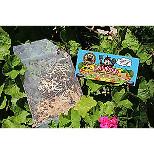 NaturesGoodGuys 1500 Live Ladybugs - Good Bugs- Ladybugs - Guaranteed Live Delivery!