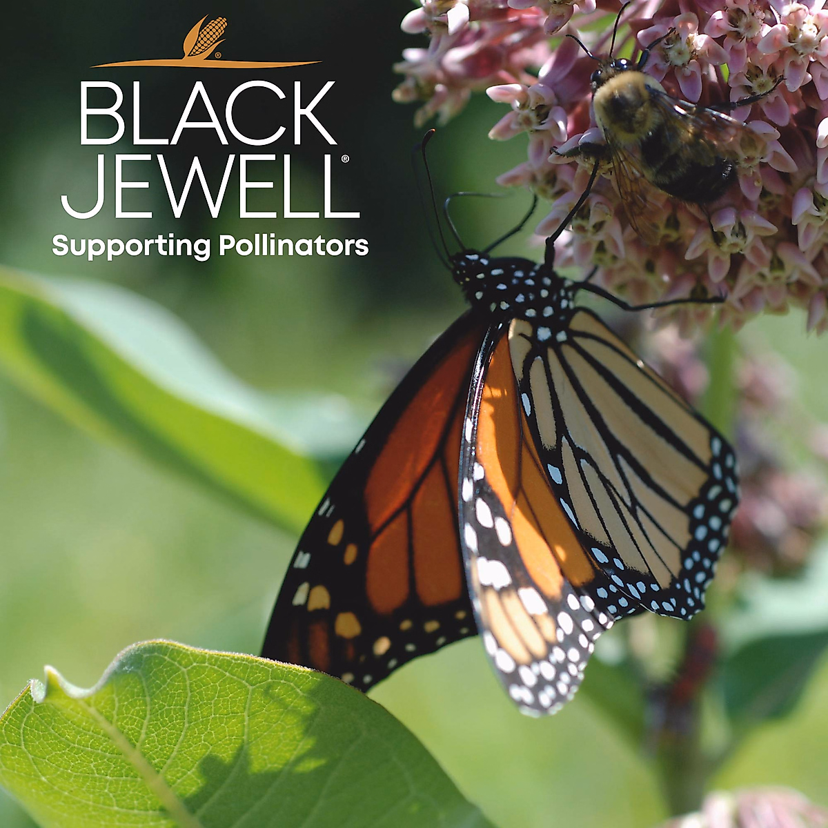 Black Jewell Gourmet Popcorn Kernels, Original Black - Better Tasting, No Sodium Hulless Black Heirloom Microwave Popcorn Kernels (28.35oz, Pack of 3)