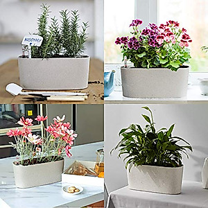 Amazing Creation Windowsill Rectangular Self Watering Herb Garden, Plastic Planter Pot for Herbs, Greens, Flowers, House Plants and Succulents, Indoor/Outdoor Flower Pot (Stone Color)