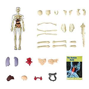 Bylesary 3D Human Body Torso Model for Kid Anatomy Model Skeleton and Heart Models Removable Assembly Organs Parts, Medical Anatomical Internal Organ Teaching Study Tools
