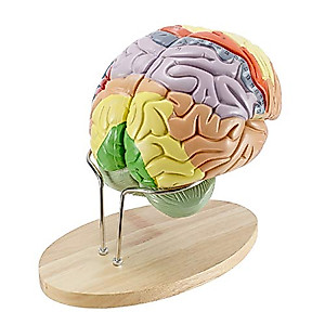 BEAMNOVA Human Brain Model 2 Times Life Size for Neuroscience Teaching with Labels Anatomy Model for Learning Science Classroom Study Display Medical Model