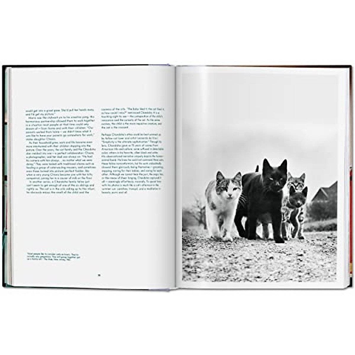 Cats: Photographs 1942 - 2018