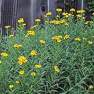 David's Garden Seeds Herb Tarragon Mexican 9947 (Green) 200 Non-GMO, Heirloom Seeds
