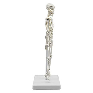 Miniature Human Skeleton Model, 8" Tall - with Mount & Stand - Anatomical Model, Articulated, Flexible Joints - Eisco Labs
