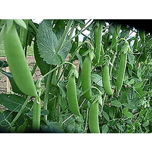 30 Sugar Snap Pea Seeds for Planting Heirloom Non GMO 7+ Grams Garden Vegetable Bulk Survival