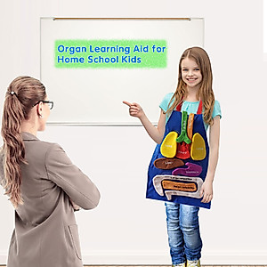 BOCZIF 3D Organ Apron, Human Body Organs Apron Awareness Educational Tool Toy for Kids, Anatomy Costume Apron Plush Stuffed Viscera Model Removable for Home Preschool Early Childhood Teaching Aid
