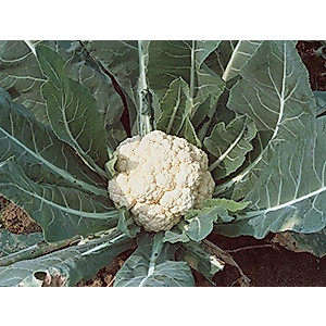 Burpee Snowball Self-Blanching Cauliflower Seeds 100 seeds