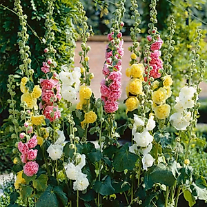 300+ Hollyhock Seeds Carnival Mix Giant Mallow Double Hollyhock Flowers Seed Perennial Outdoor Home Garden Flower