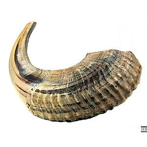 Shofar Ram's Horn Shofar Medium size 39-42cm Natural White