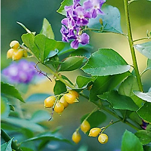 CHUXAY GARDEN Duranta Erecta,Golden Dewdrop, Pigeon Berry,Skyflower 125 Seeds Purple Sprawling Shrub Small Tree Ornamental Flowering Plant Low-Maintenance