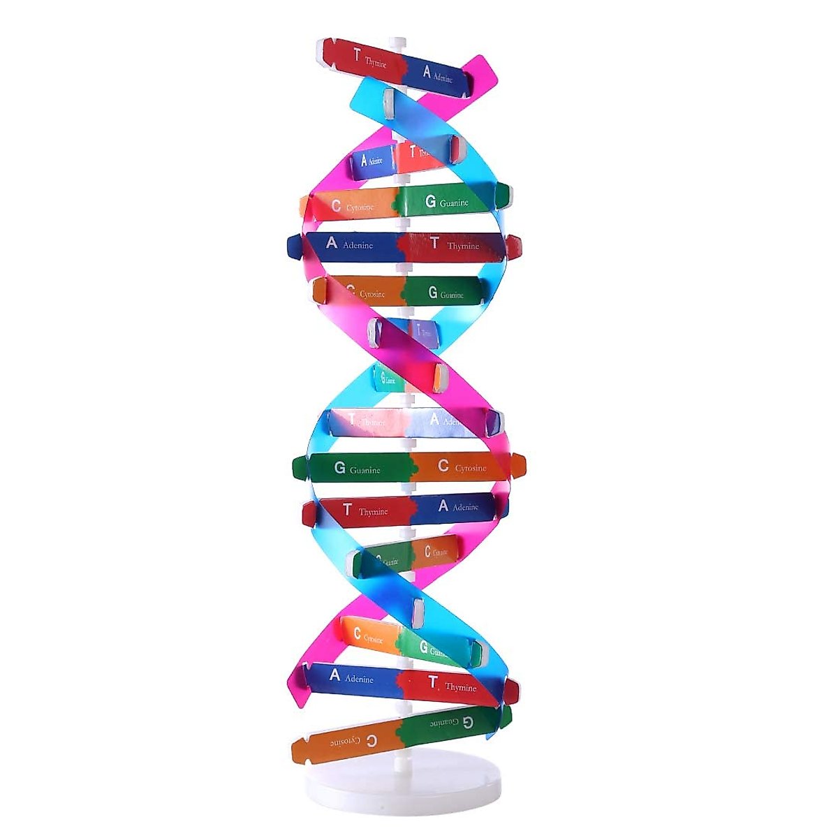 HMANE DNA Models Double Helix Model Components Science Educational Teaching Instrument Toy