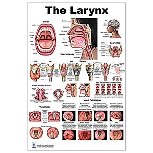Blue Tree Publishing Larynx LP Poster, voice, education, vocal folds, mouth, head cutview, vocal pathology, size 24Wx36T